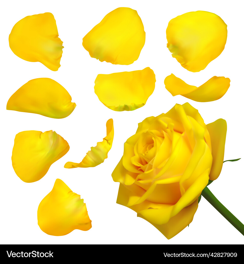 Realistic rose petals Royalty Free Vector Image