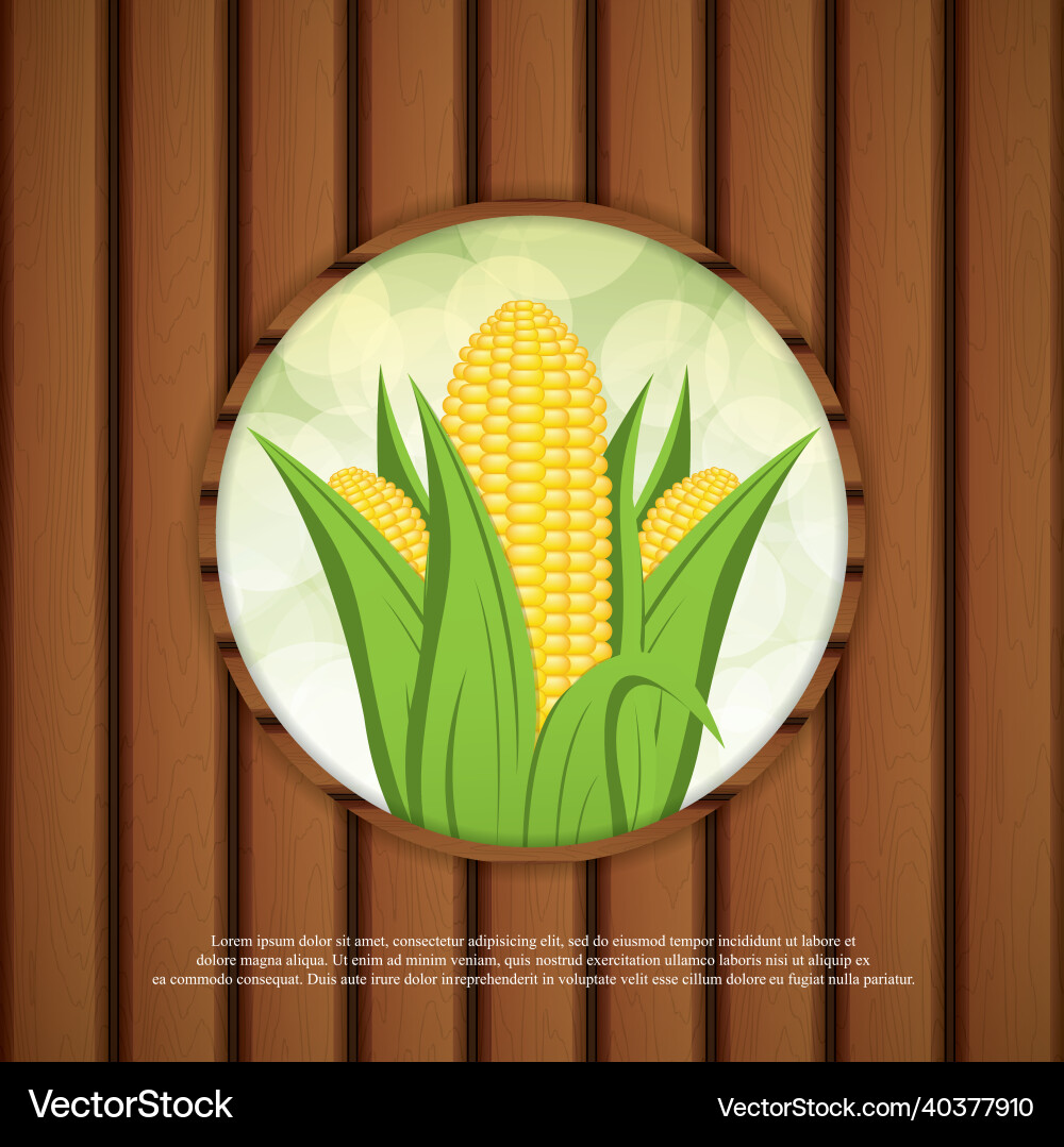 Corn Royalty Free Vector Image - VectorStock