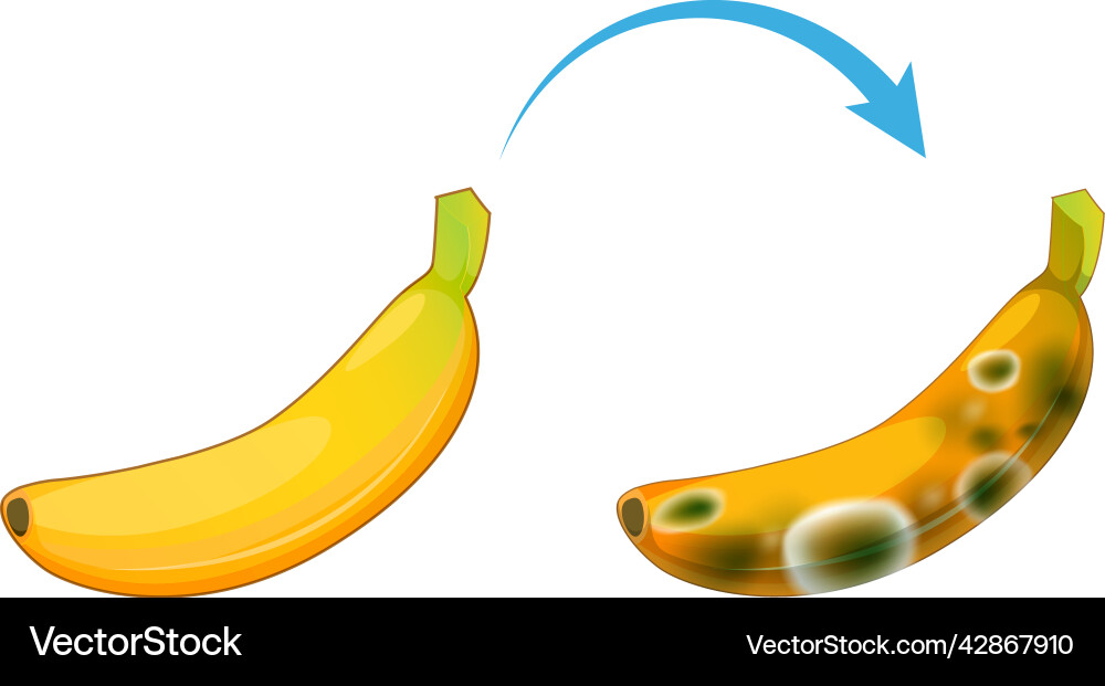 Inedible decomposed banana with mould Royalty Free Vector