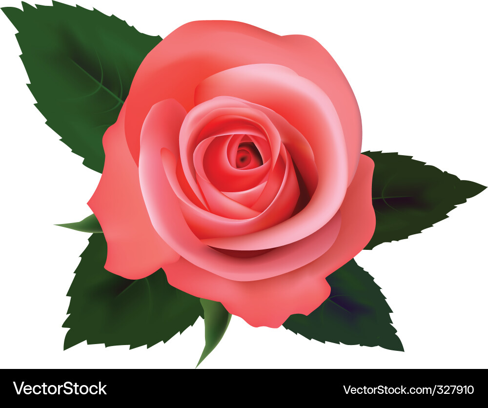 Tea rose Royalty Free Vector Image - VectorStock