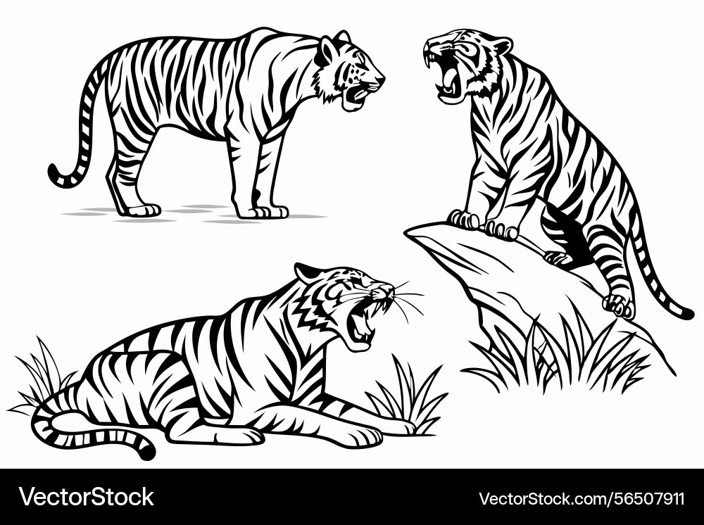 Set of big tigers Royalty Free Vector Image - VectorStock