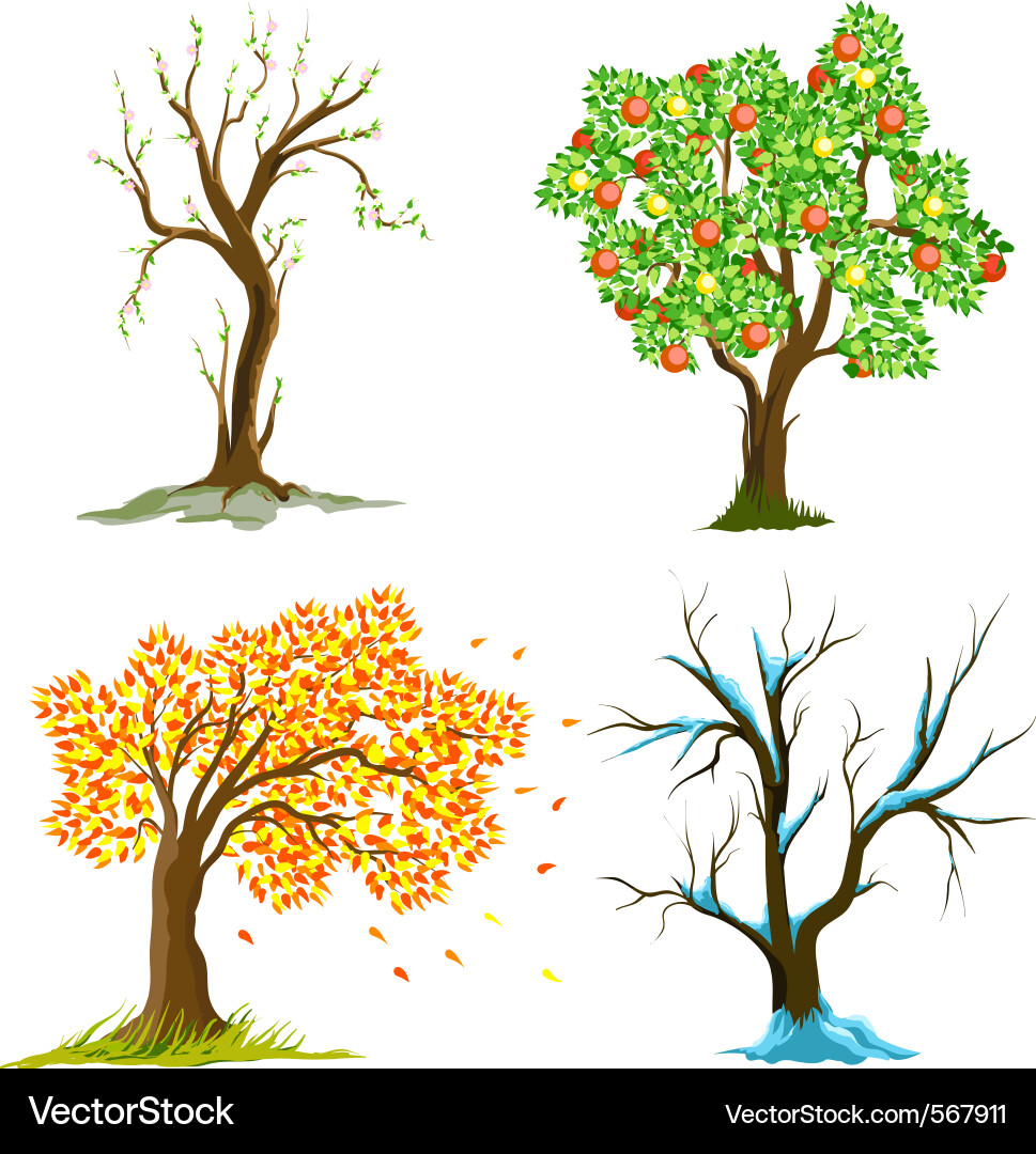 Tree Seasons Collection Royalty Free Vector Image