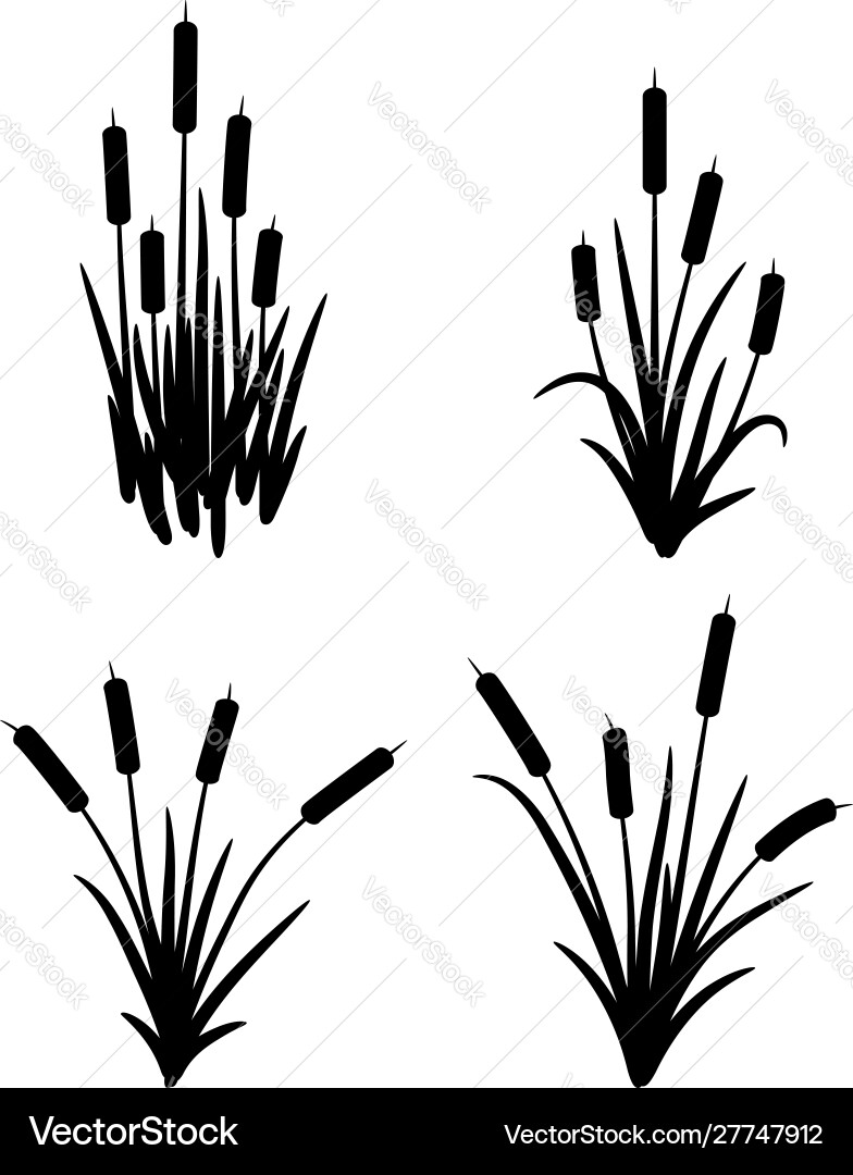 Set typhaceae marsh herb Royalty Free Vector Image