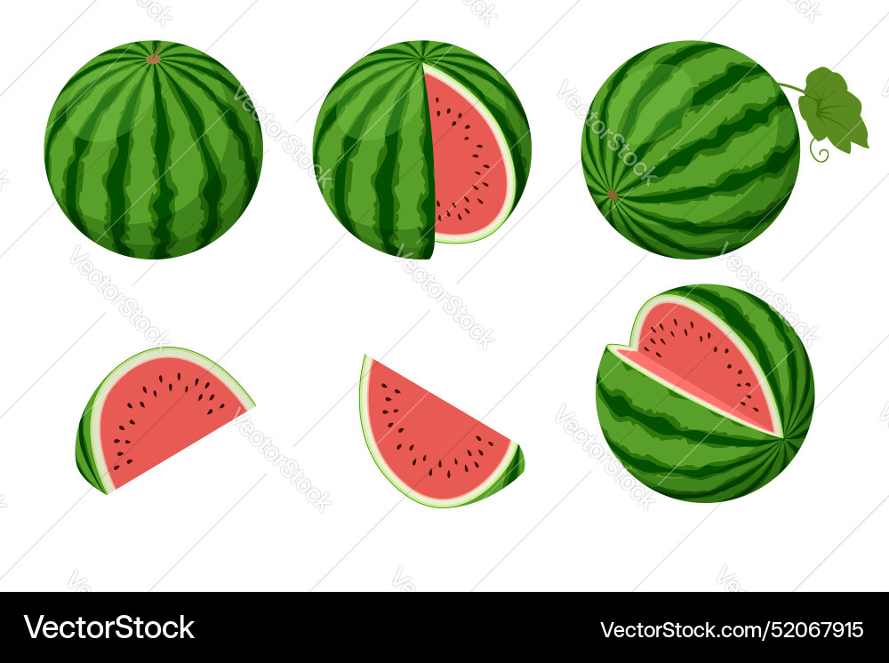 Isometric whole and half watermelon isolated Vector Image