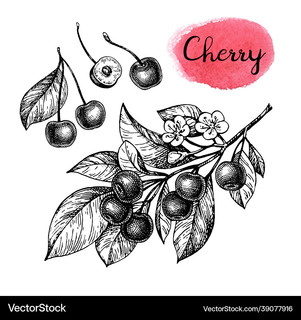 Cherry ink sketch Royalty Free Vector Image - VectorStock