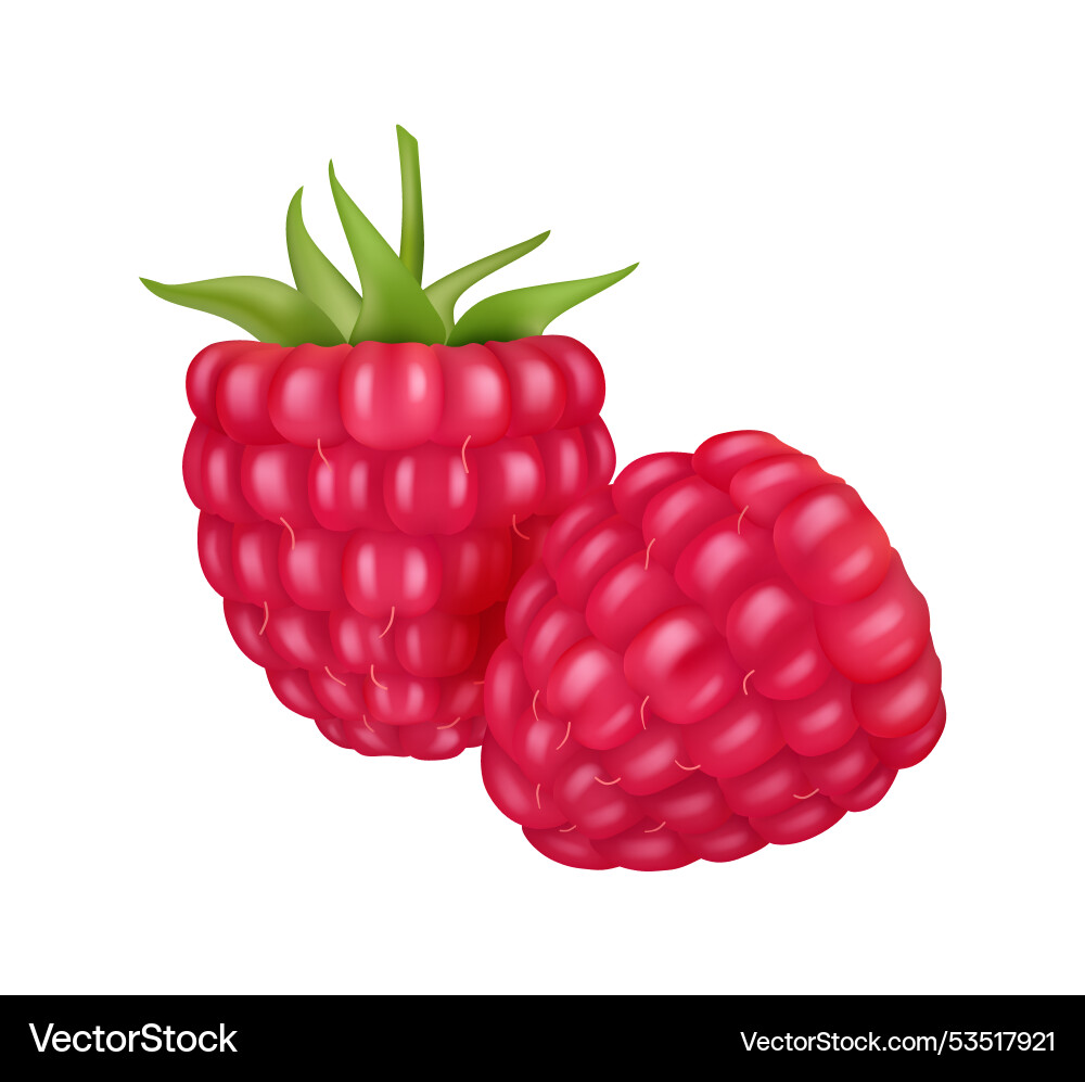 Raspberry realistic berry sweet fruit food Vector Image