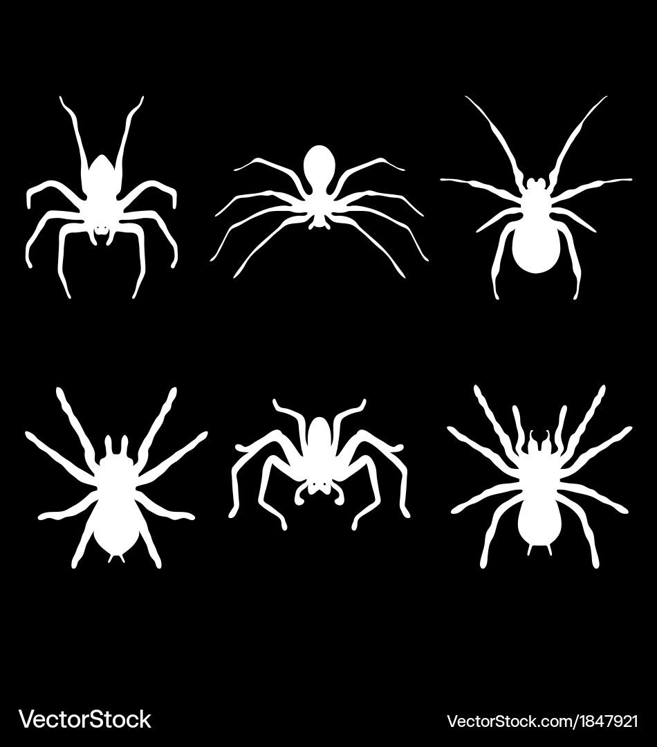 Spiders Royalty Free Vector Image - VectorStock