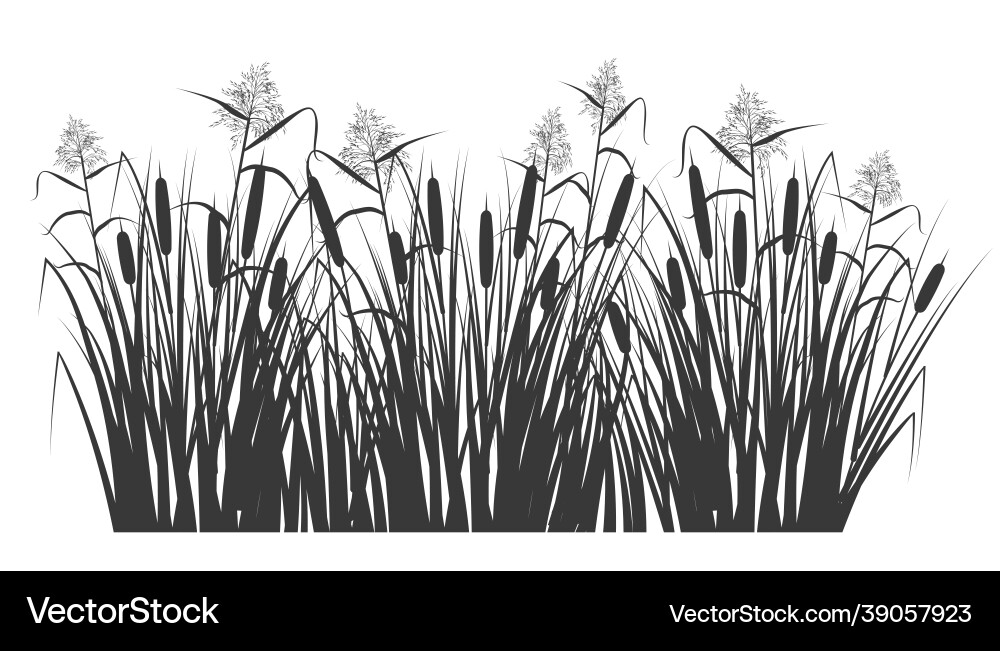 Cane and Reed Silhouette - Swamp Scene Royalty Free Vector