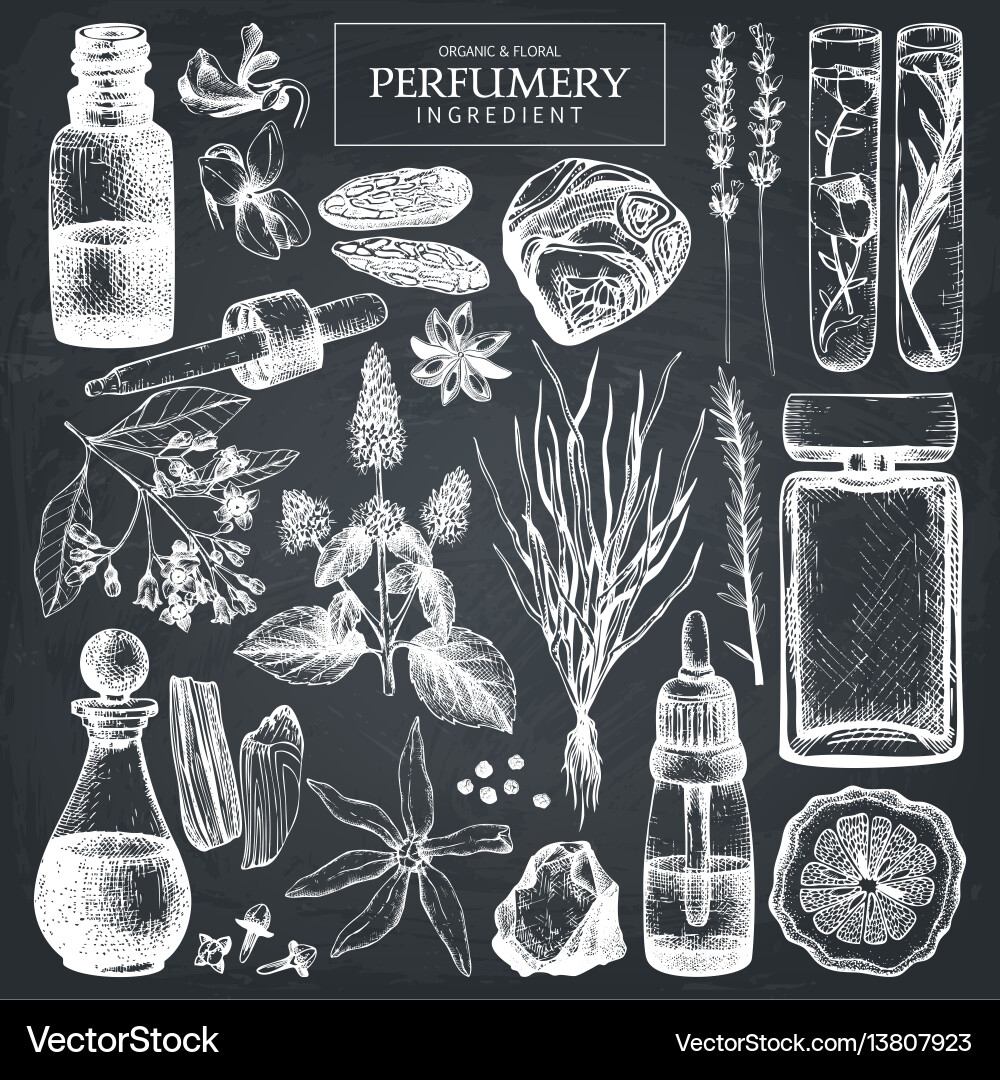 Hand drawn perfumery ingredients sketch Royalty Free Vector