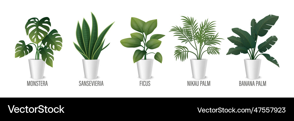 Hauspflanze in Topf-Icon-Set - monstera Lizenzfreier Vektor