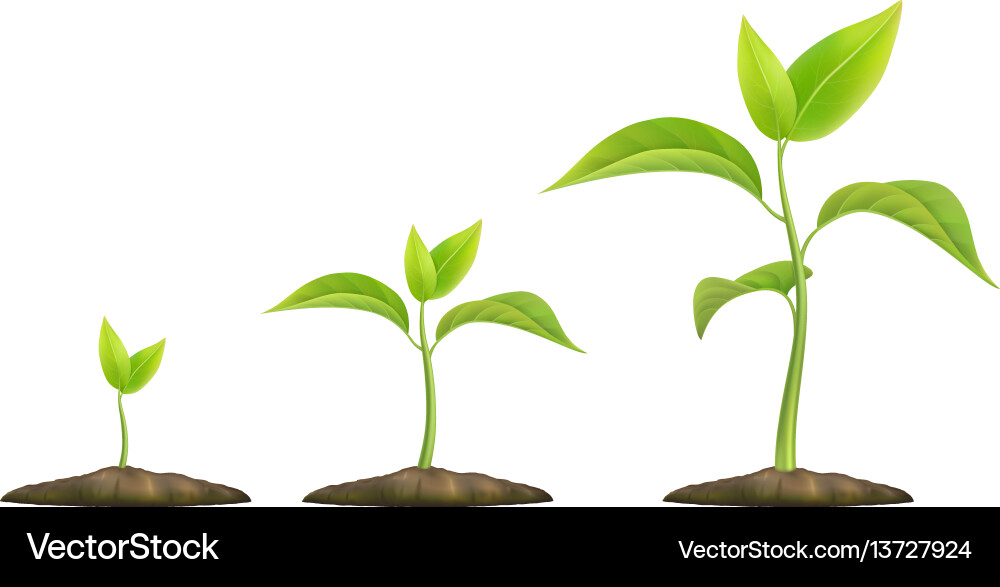 Growing green sprout Royalty Free Vector Image