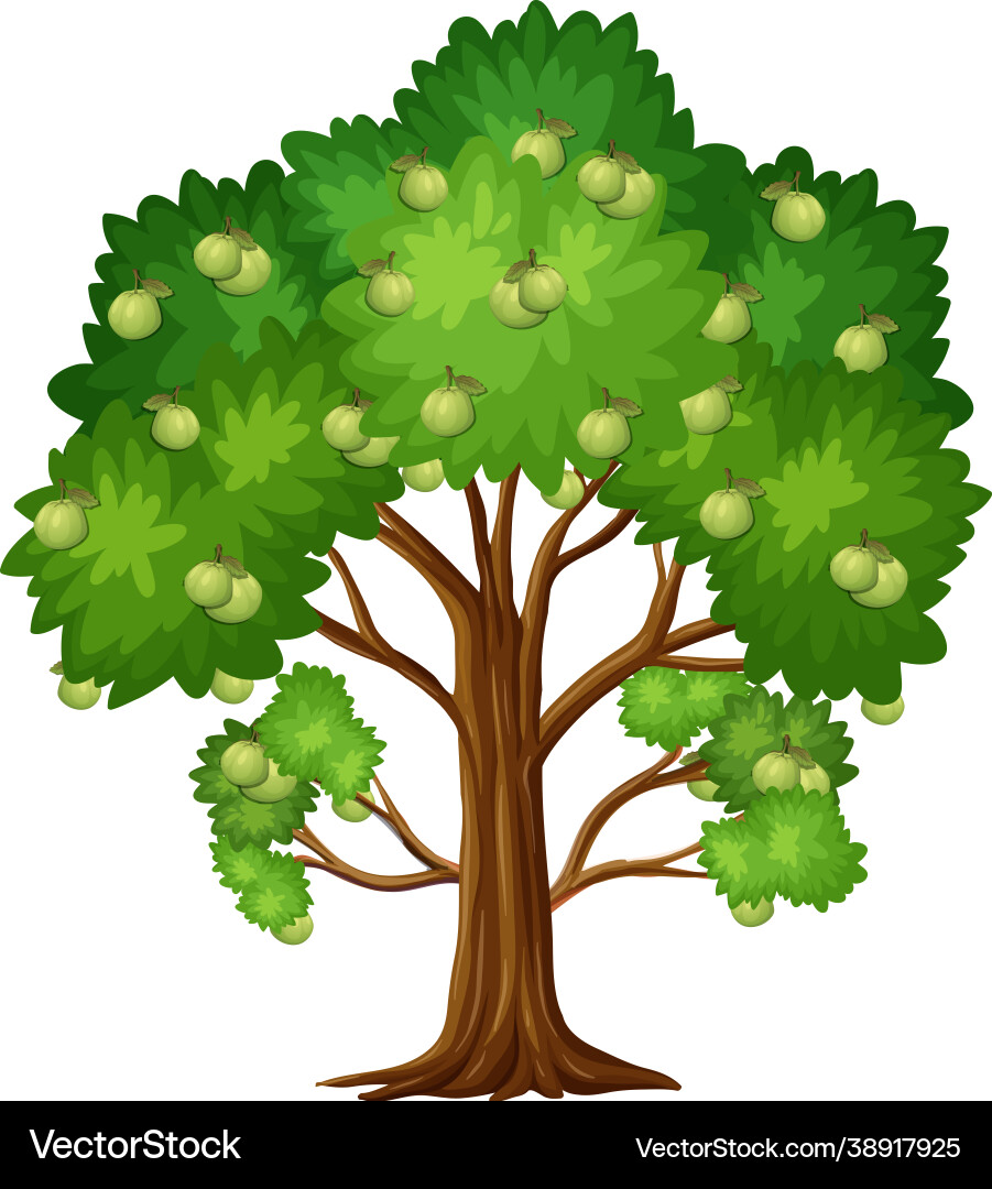 Guava fruit tree isolated on white background Vector Image