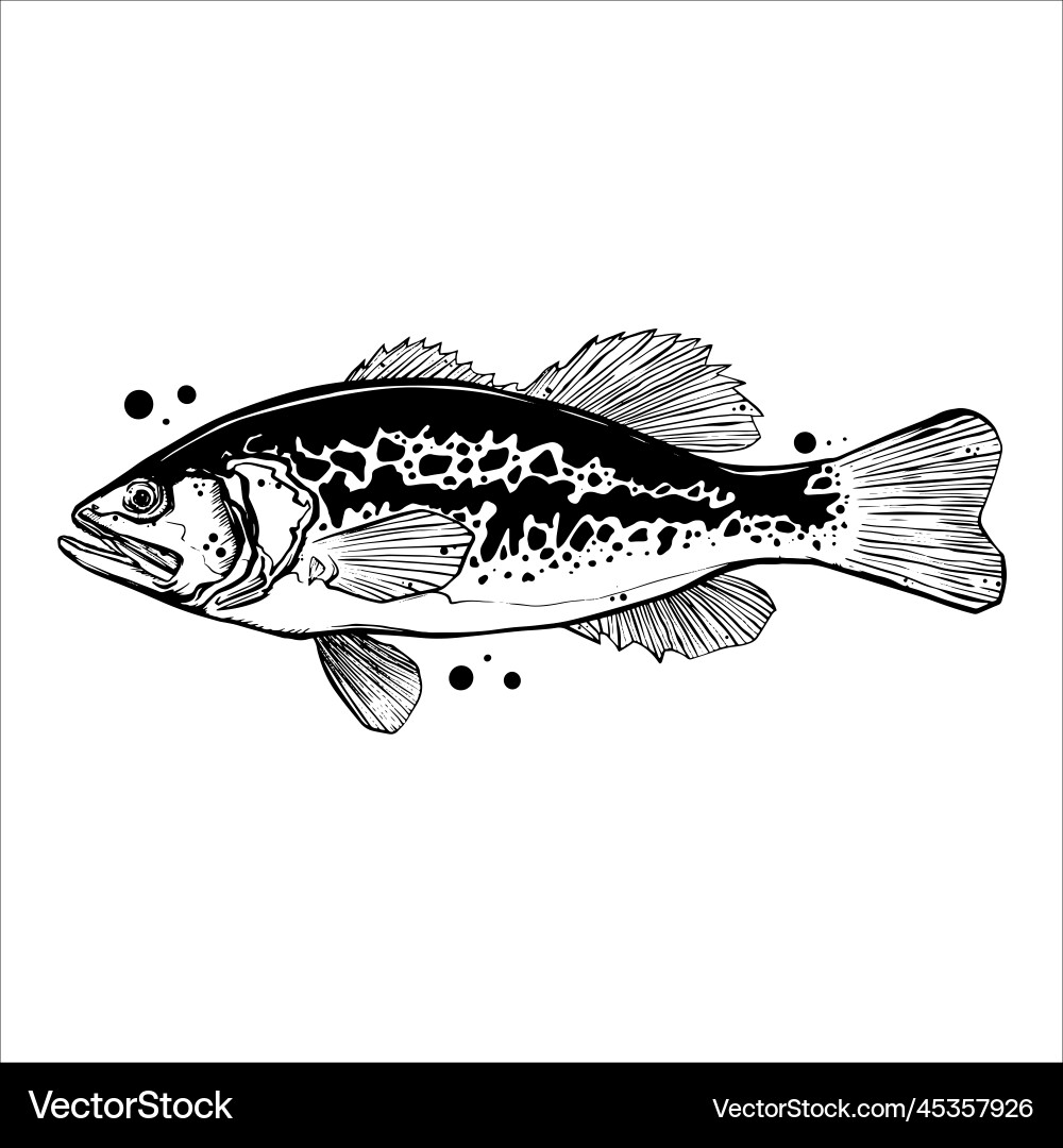 Bass fish line drawing style on white background Vector Image