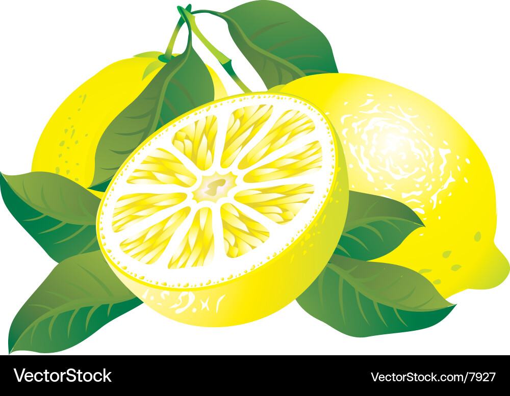 Bright Yellow Lemons Royalty Free Vector Image