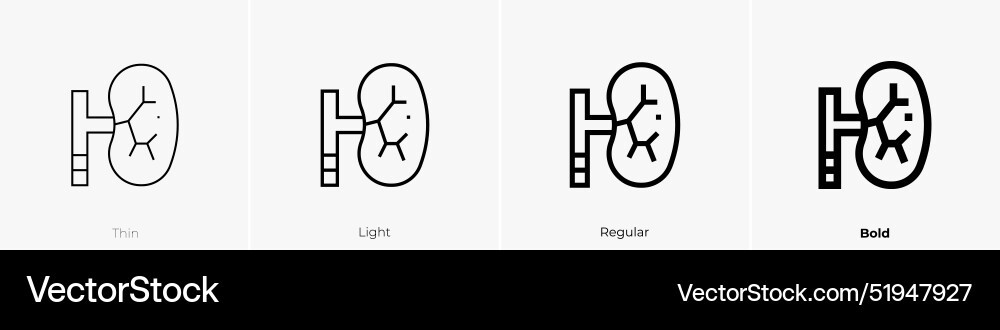 Kidney stone icon thin light regular and bold Vector Image