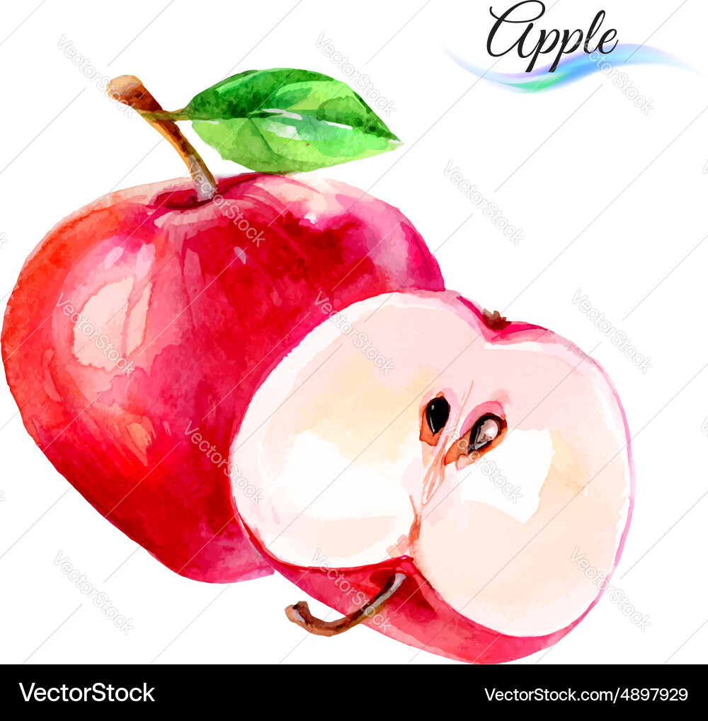 Apple Royalty Free Vector Image - VectorStock