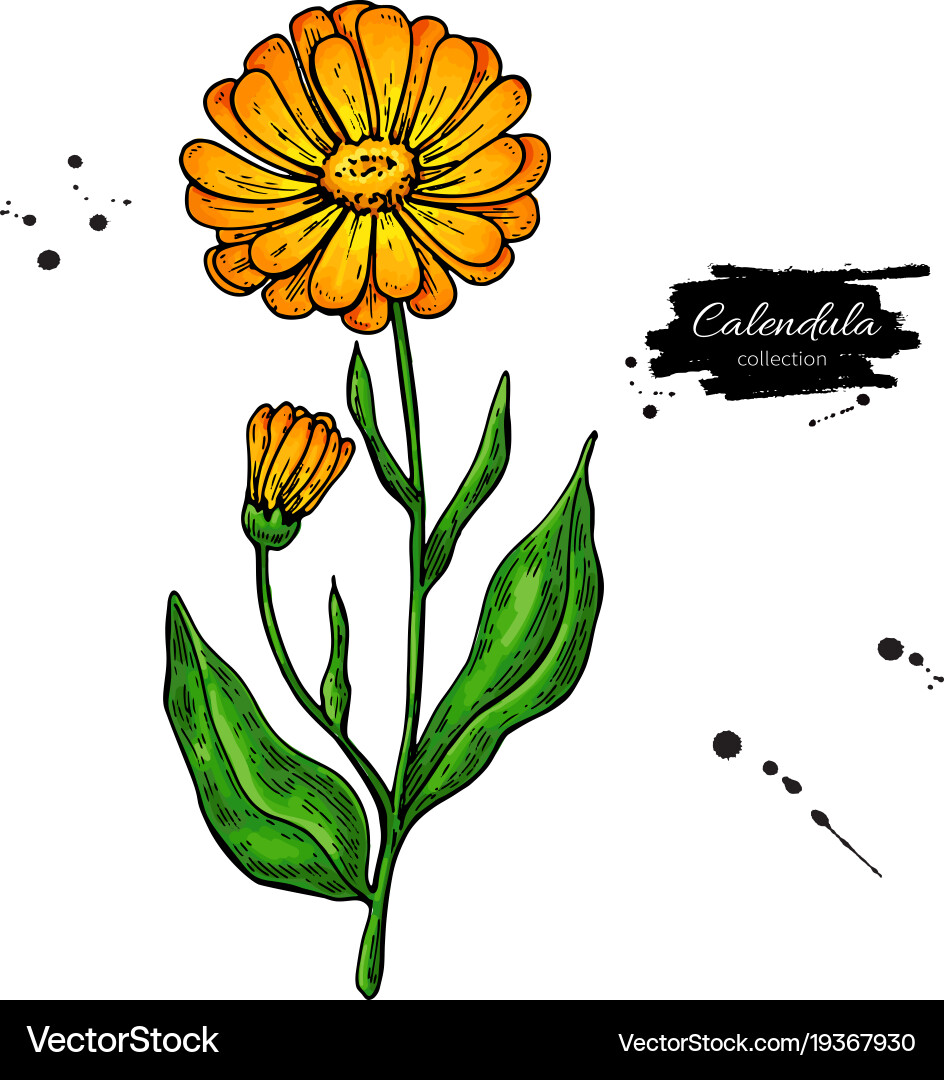 Calendula Drawing Calendula Drawing Illustration. Royalty Free SVG,