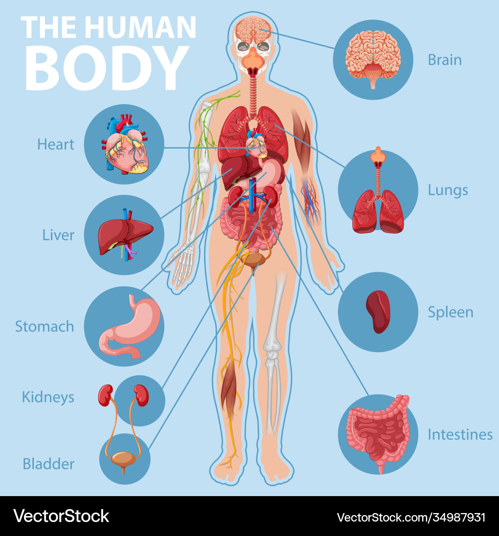 Anatomy human body information infographic Vector Image