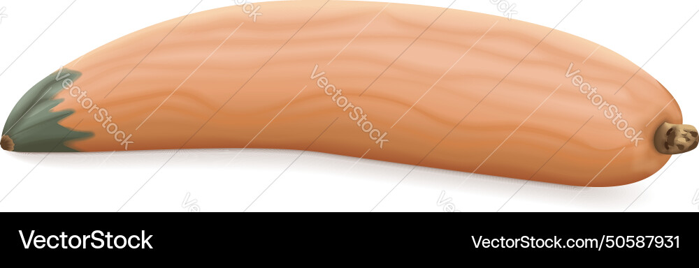 Georgia candy roaster squash winter Royalty Free Vector