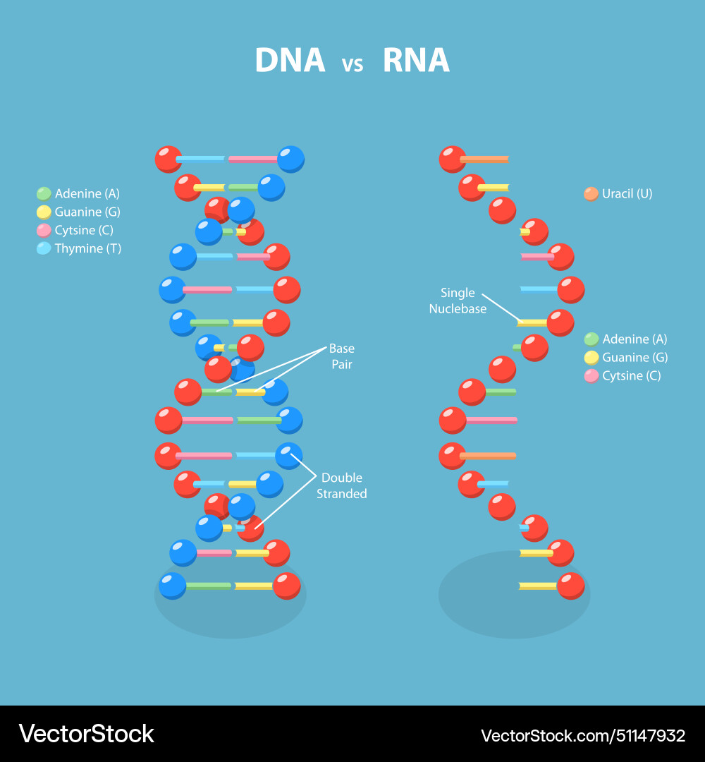 3d isometric flat of dna vs Royalty Free Vector Image