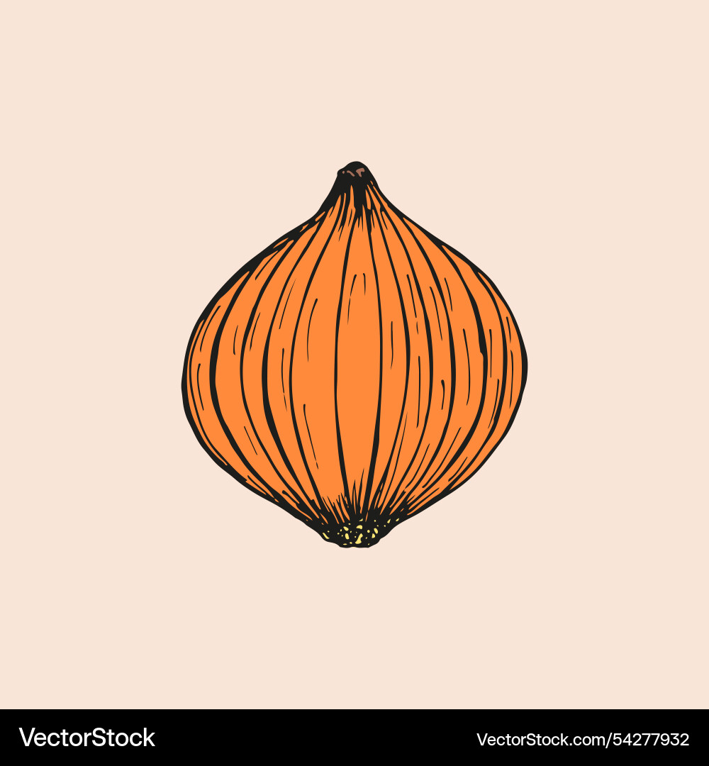 Onion sketch outline simple doodle drawing Vector Image