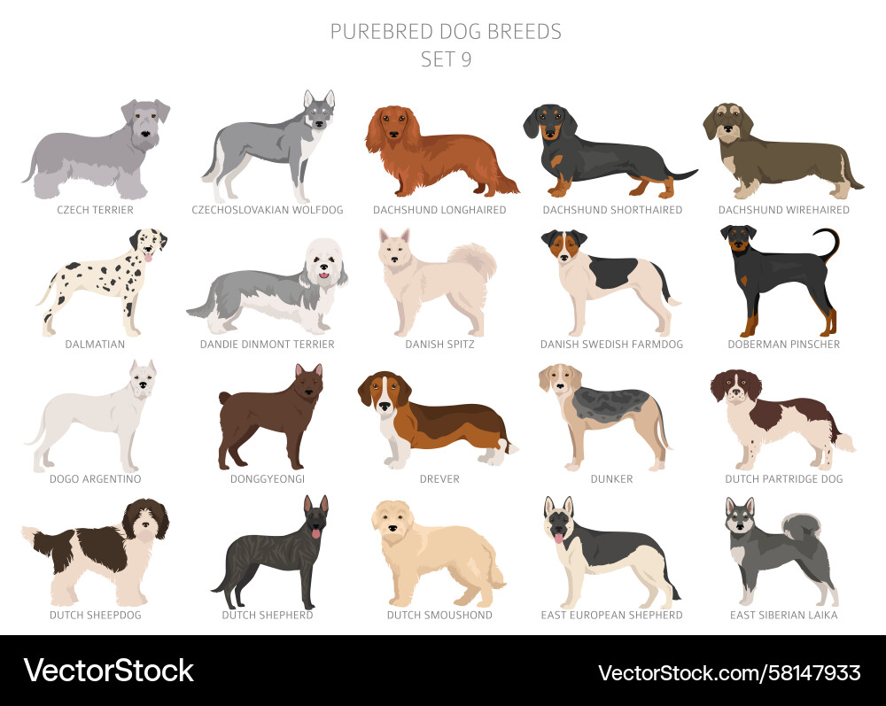 Diverse Dog Breed Collection Royalty Free Vector Image