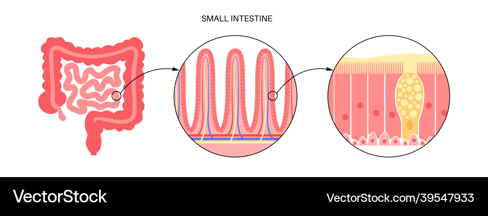Intestinal villi anatomy Royalty Free Vector Image