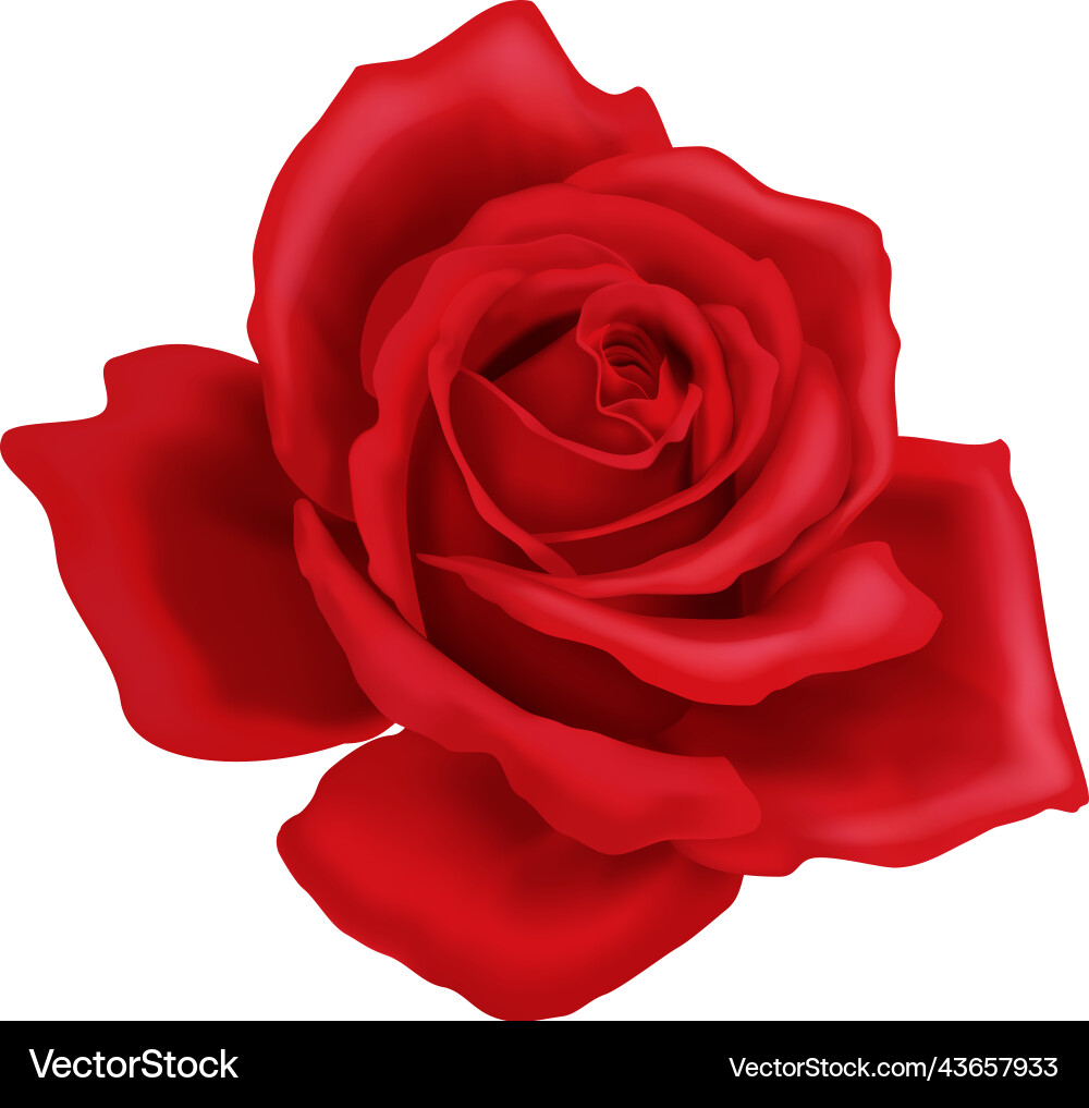 Realistic red rose Royalty Free Vector Image - VectorStock
