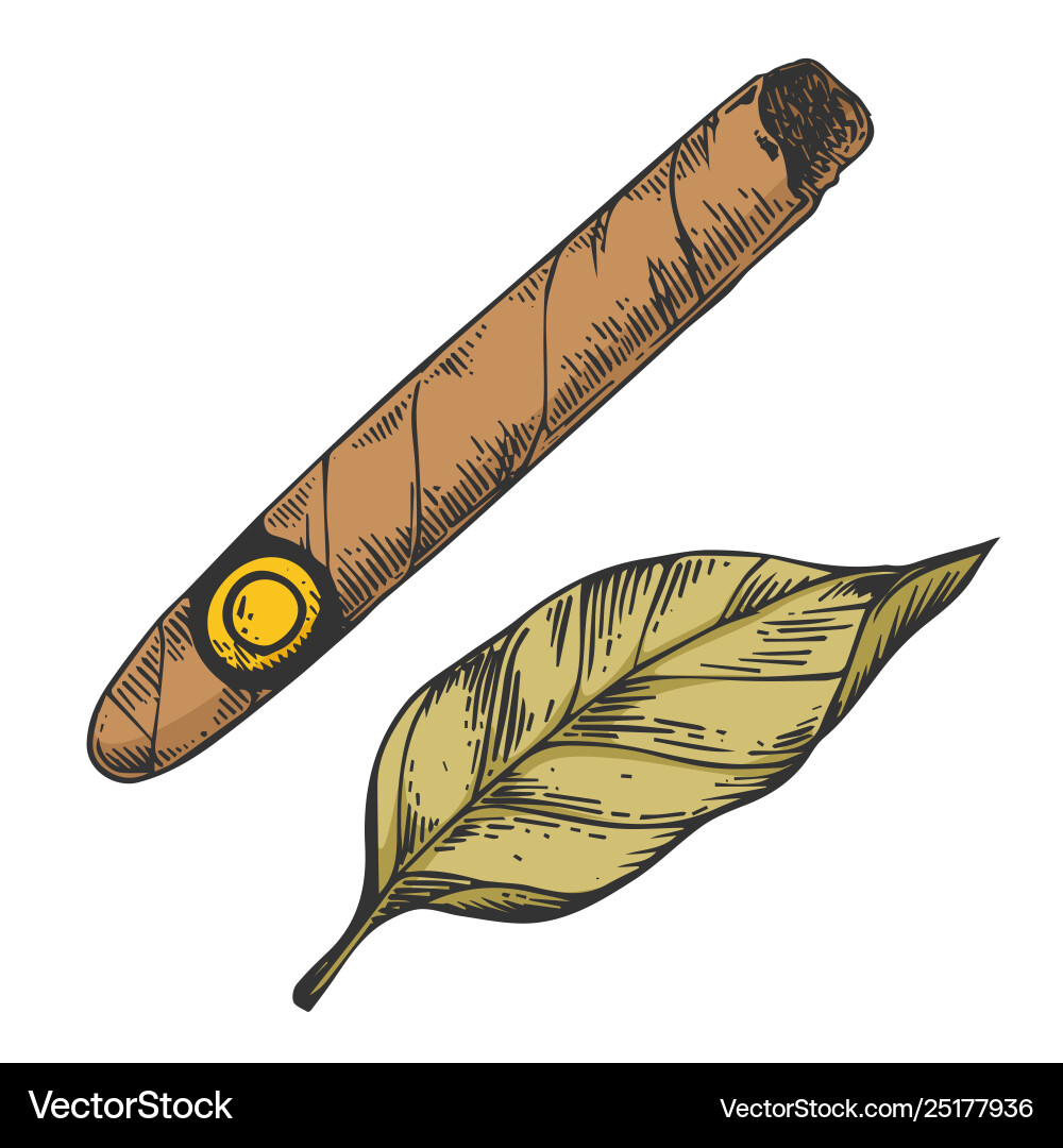 Cigar & Tobacco Leaf Sketch - Scratch Board Style