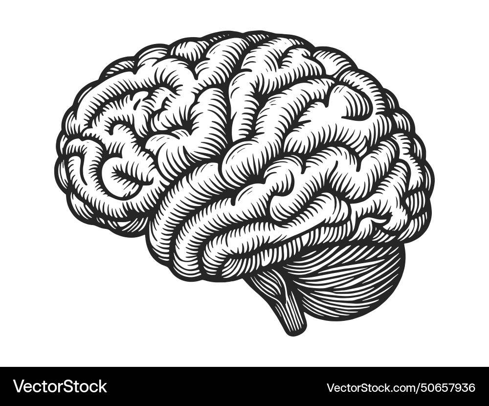 Detailed human brain engraving Royalty Free Vector Image