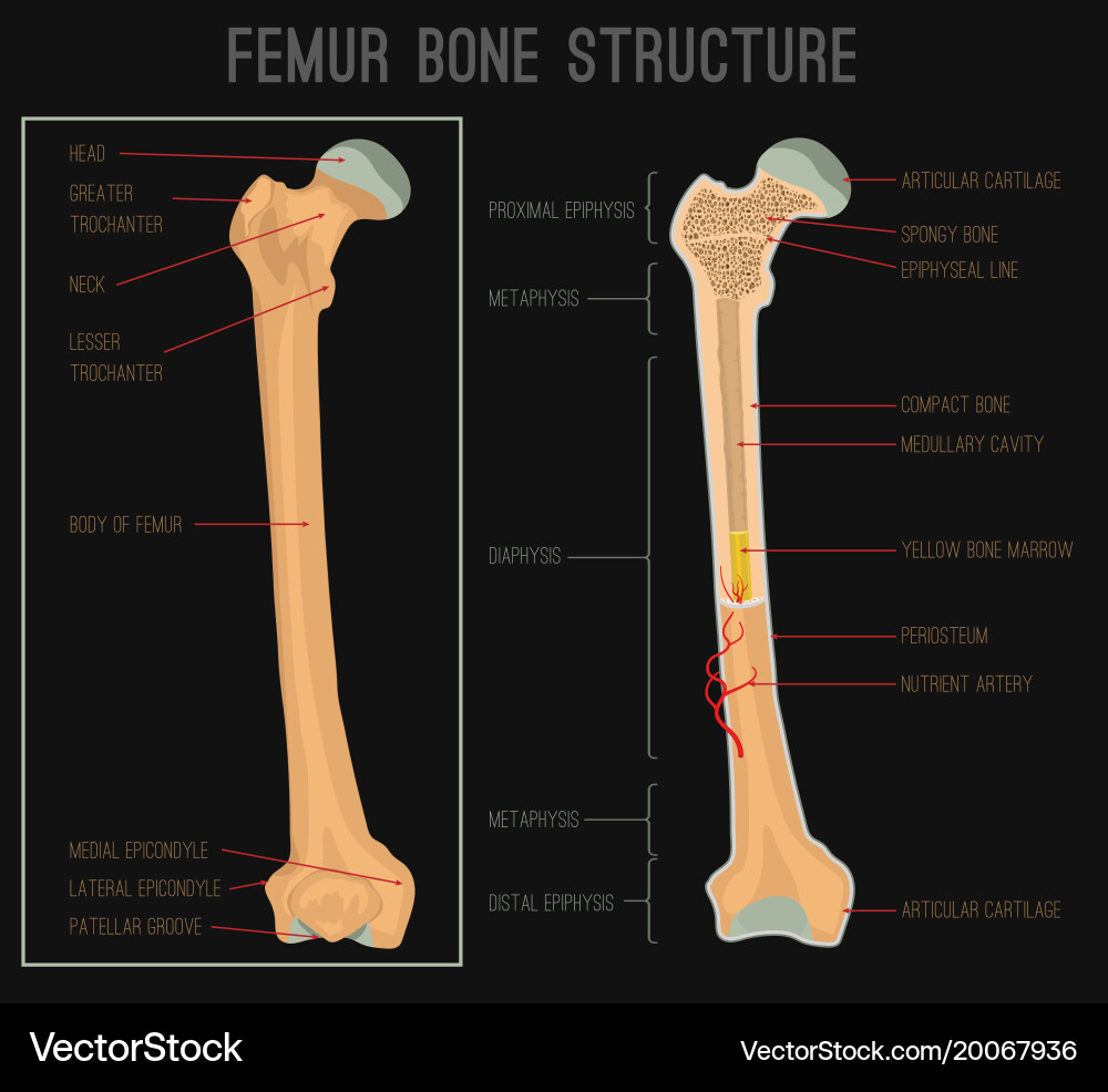 Human Femur Anatomy Royalty Free Vector Image - VectorStock