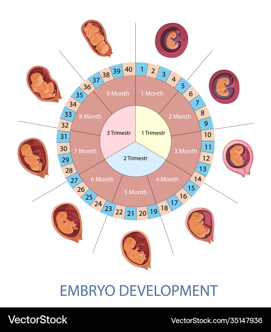 Stages human embryo development Royalty Free Vector Image