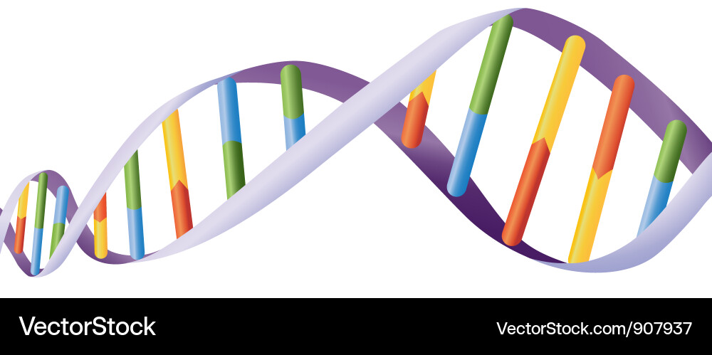 DNA Double Helix Royalty Free Vector Image - VectorStock