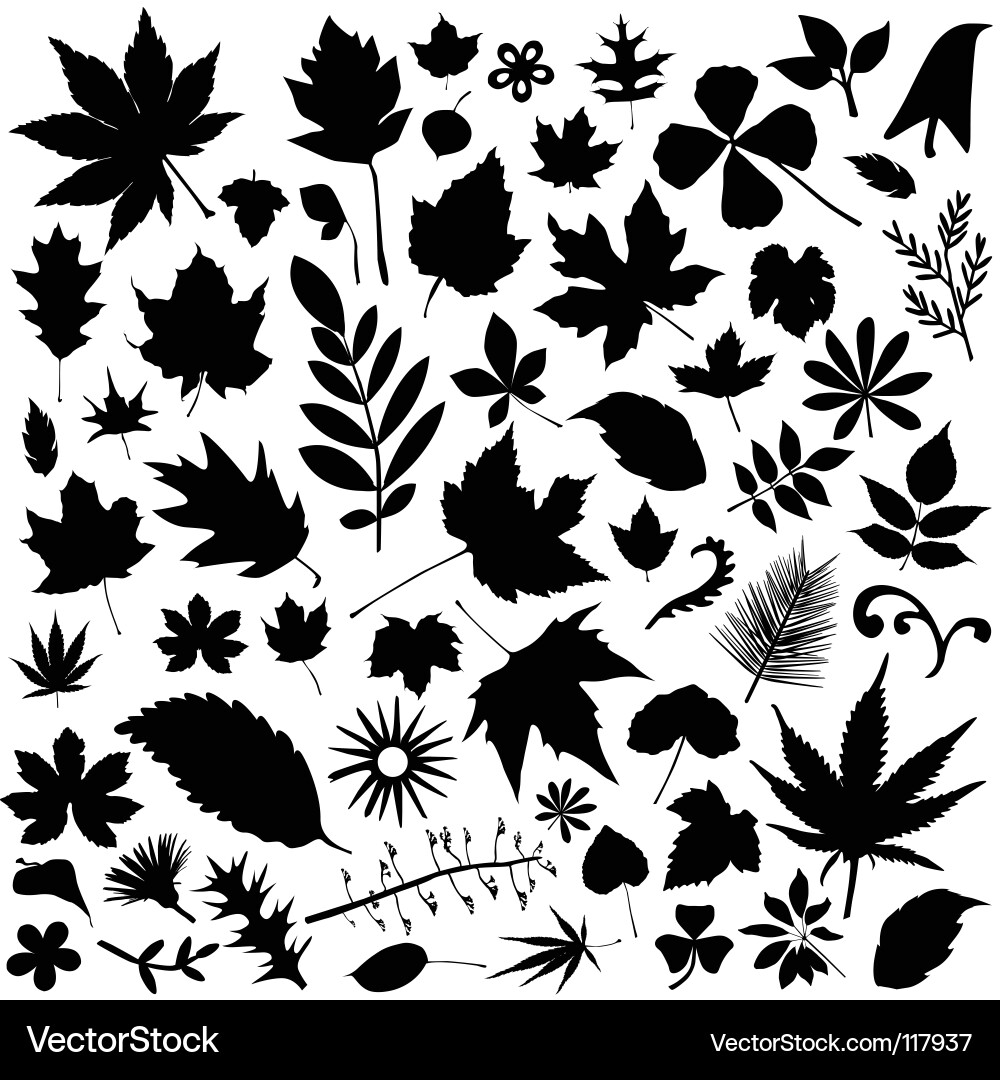 Leaf set Royalty Free Vector Image - VectorStock