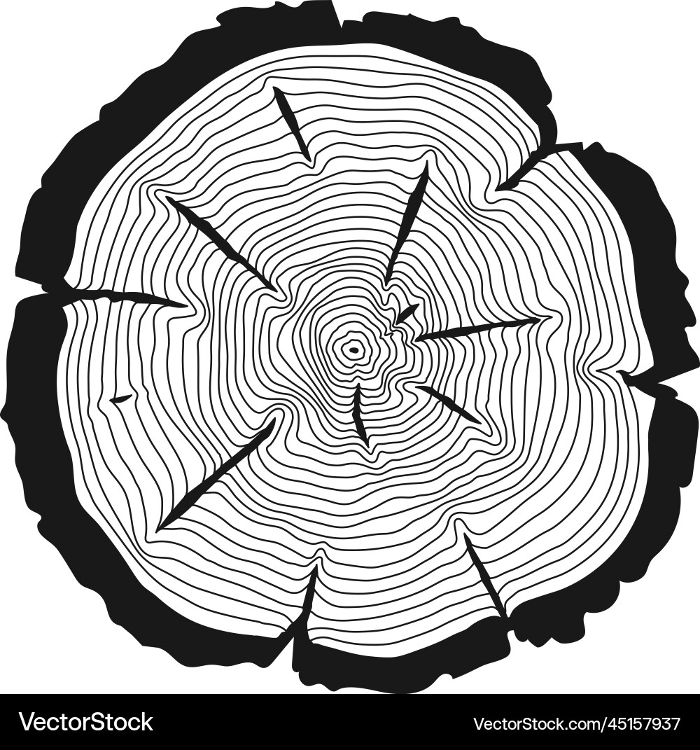 Trunk cut with concentric tree rings linear wood Vector Image