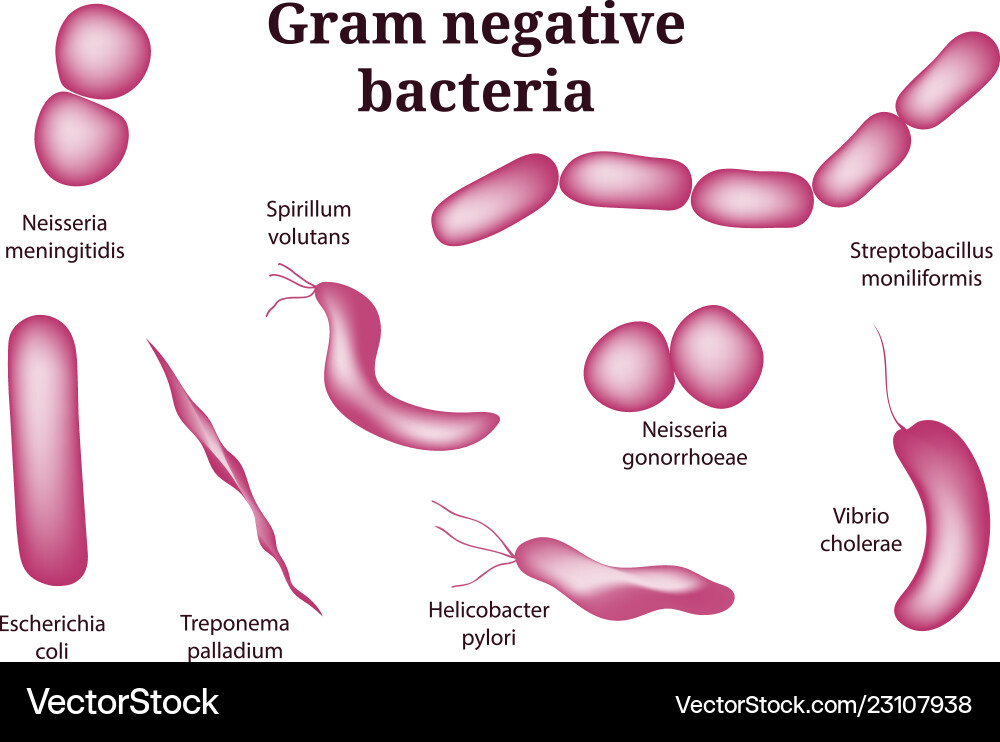Gram Negative Bacilli