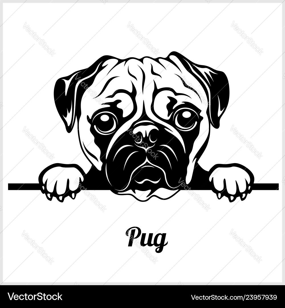 Pug - peeking dogs breed face head isolated Vector Image