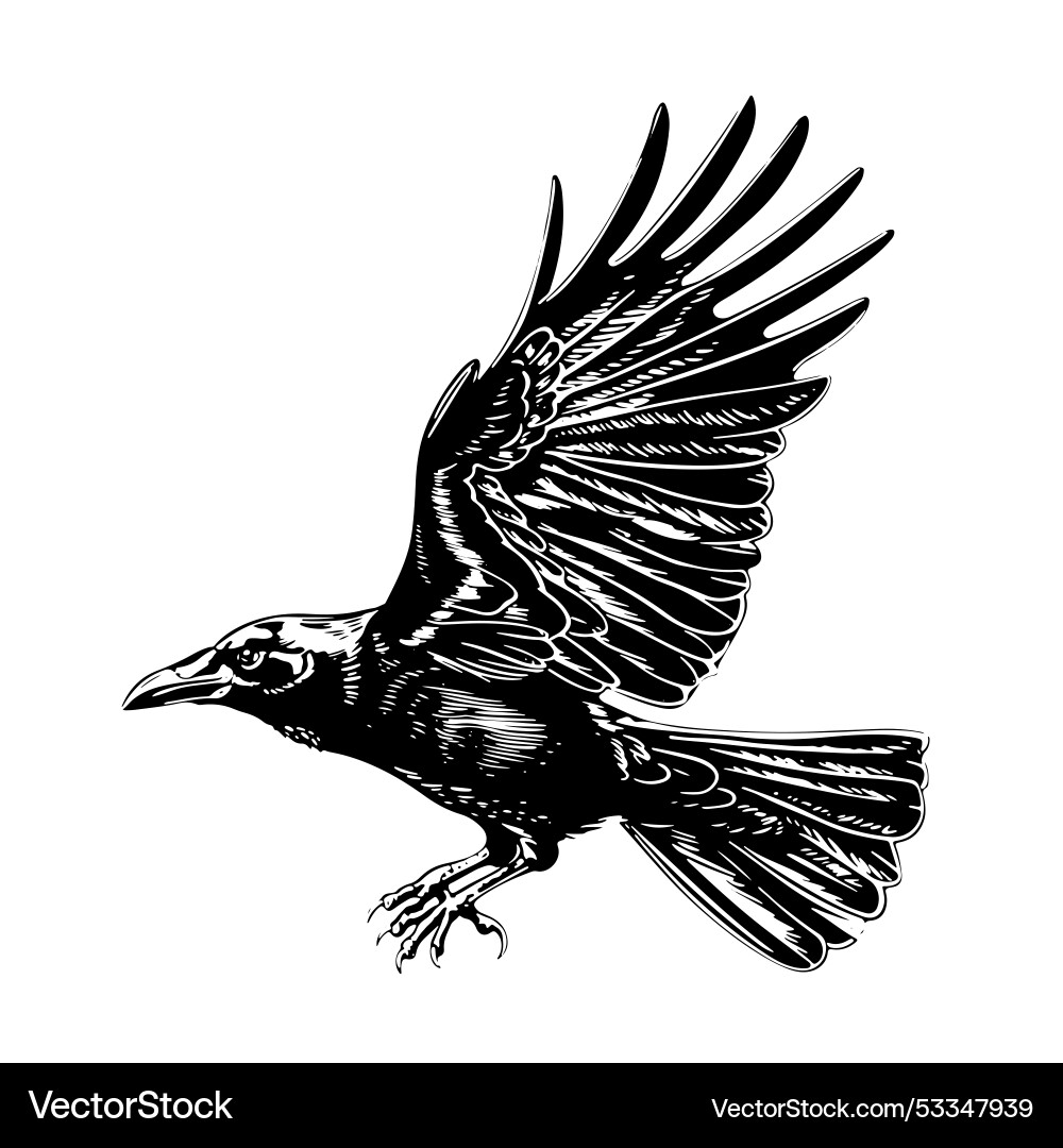 Raven bird logo Royalty Free Vector Image - VectorStock