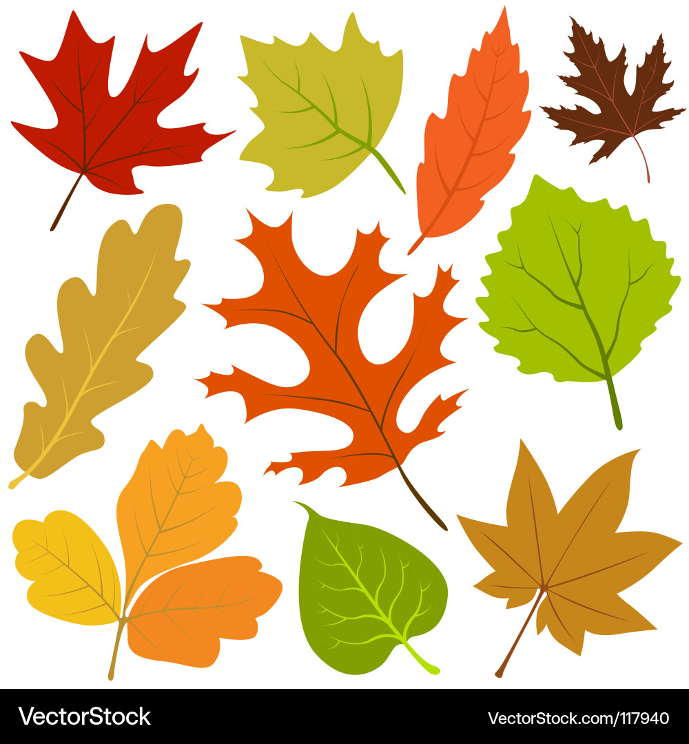 Autumn leaf Royalty Free Vector Image - VectorStock