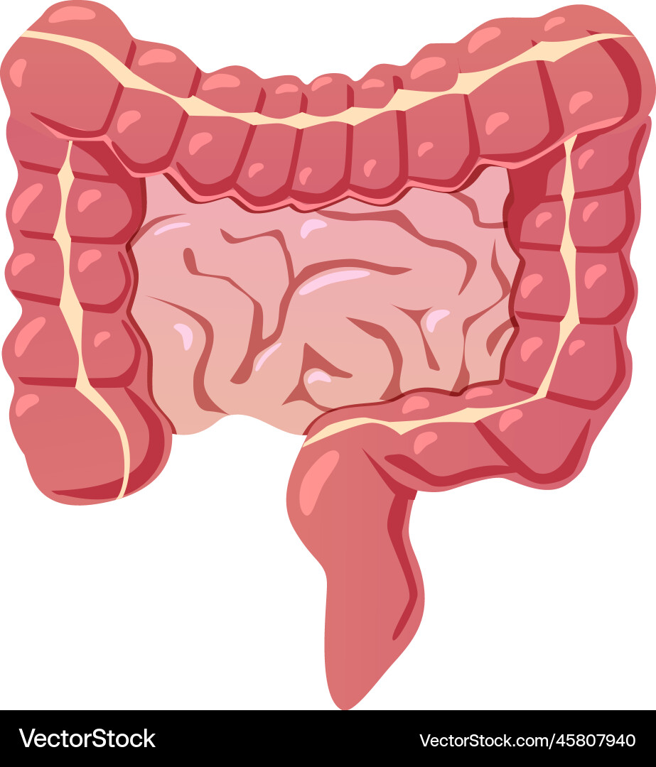 Intestines cartoon icon gut symbol digestive Vector Image