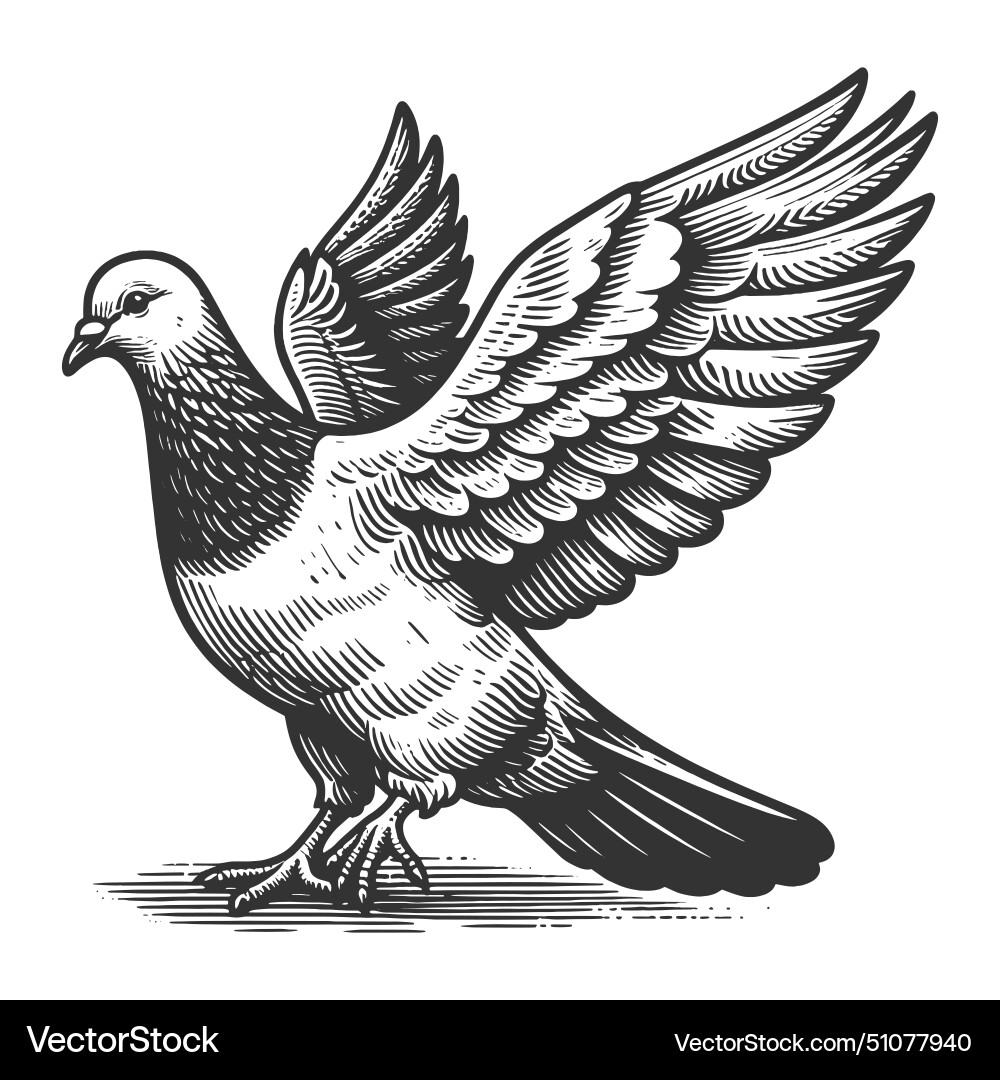 Pigeon dove bird engraving Royalty Free Vector Image