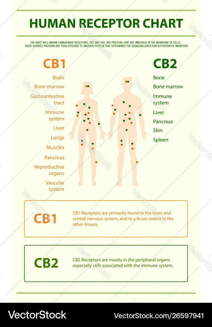 Human receptor chart vertical infographic Vector Image
