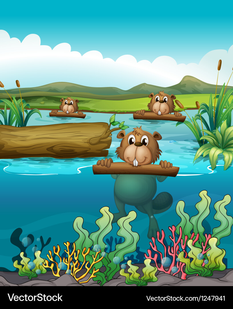 Three beavers in the river Royalty Free Vector Image