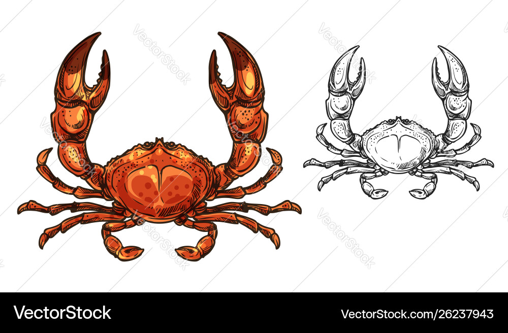 Crab seafood animal or shellfish with raised claws