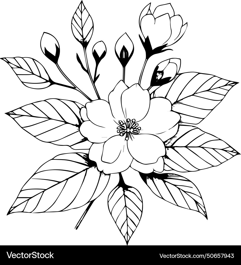 Realistic jasmine flower drawing art flow Vector Image