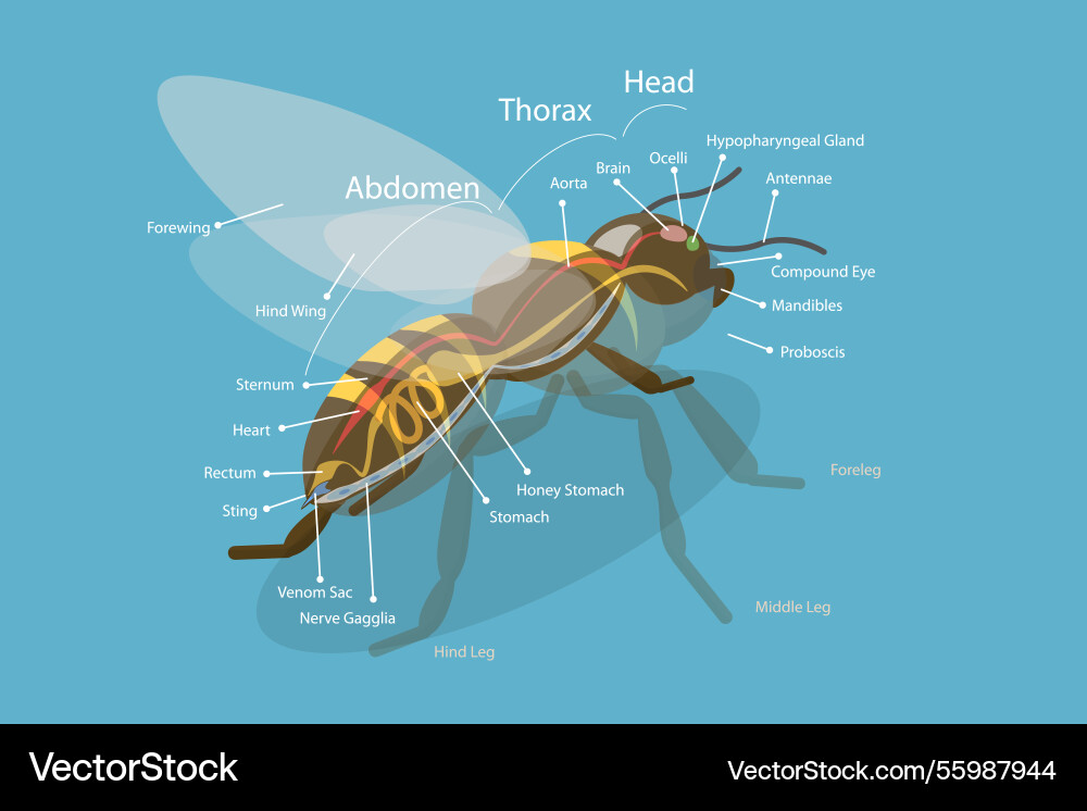 3d isometric flat of anatomy Royalty Free Vector Image