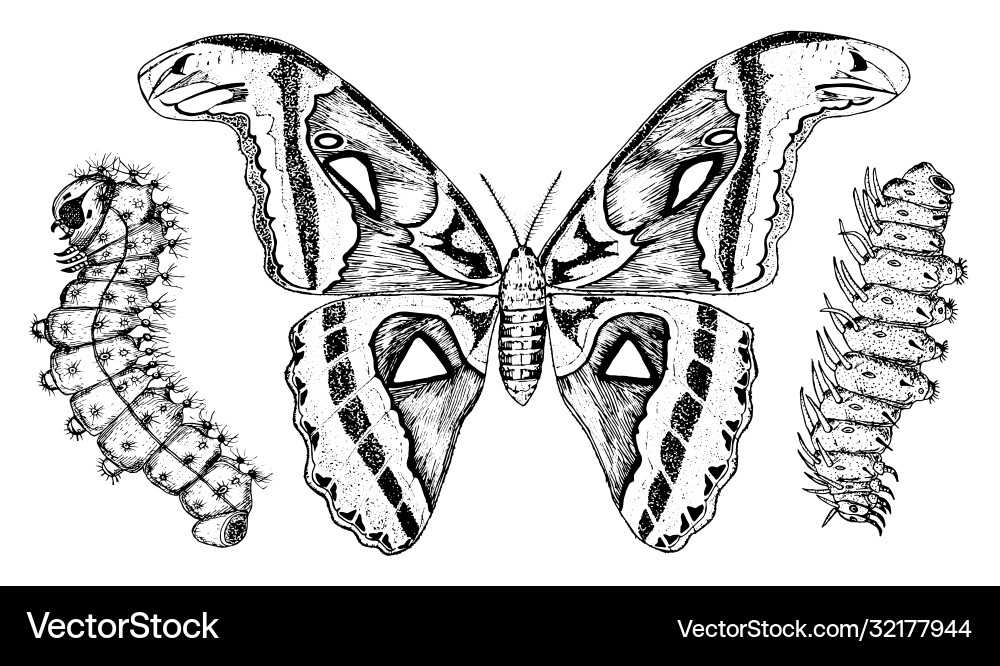 Moths and Butterflies - Insect Collection Vector Image