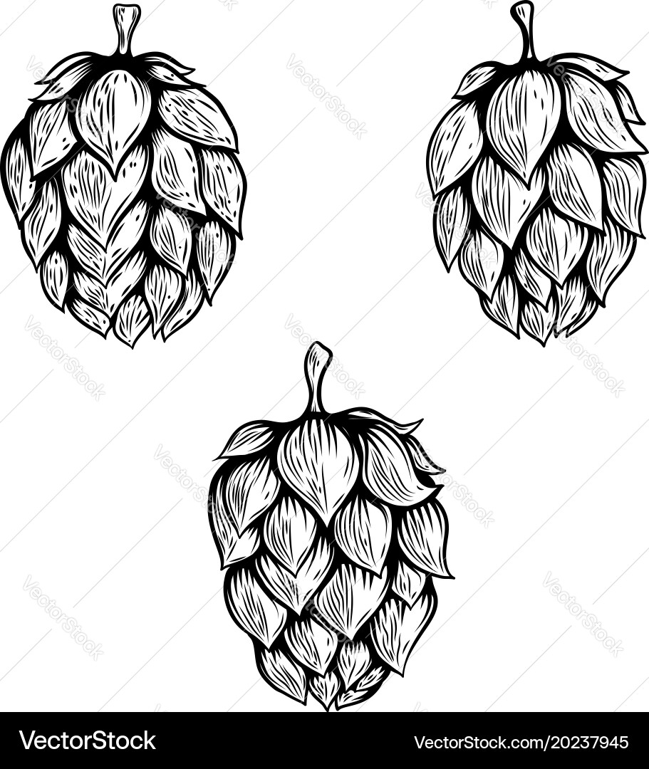 Set hand drawn beer hop design element Royalty Free Vector