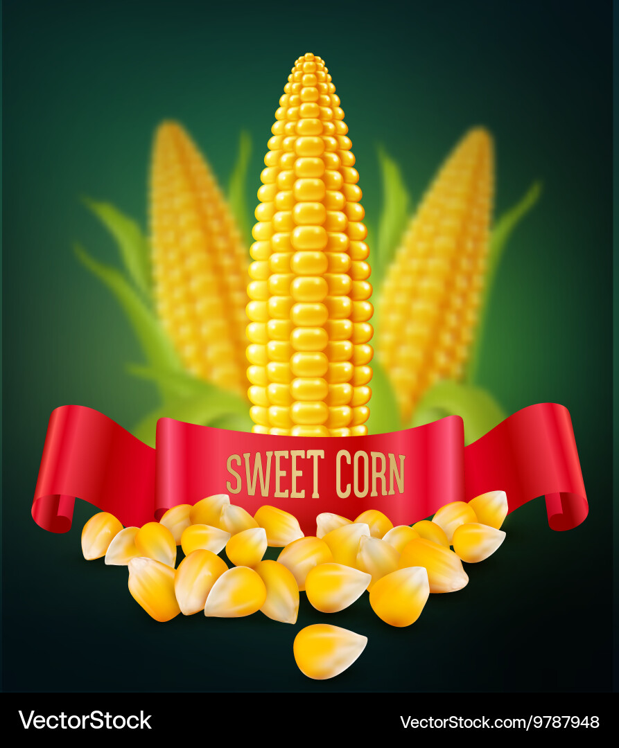 Background with grains and cobs of corn red ri Vector Image