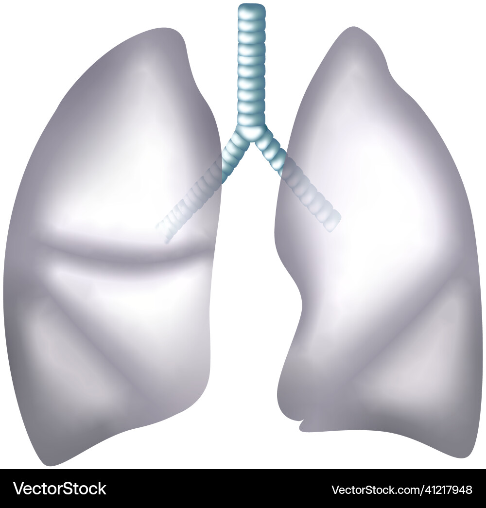 Lung anatomy Royalty Free Vector Image - VectorStock